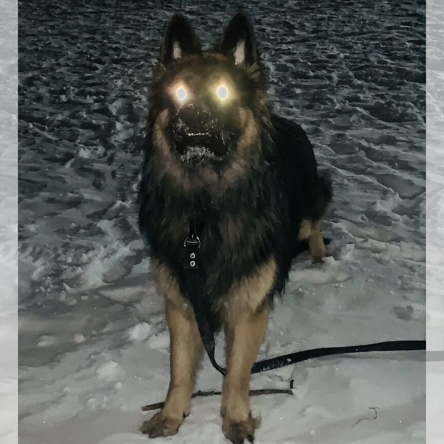 Немецкая овчарка, взрослый пёс