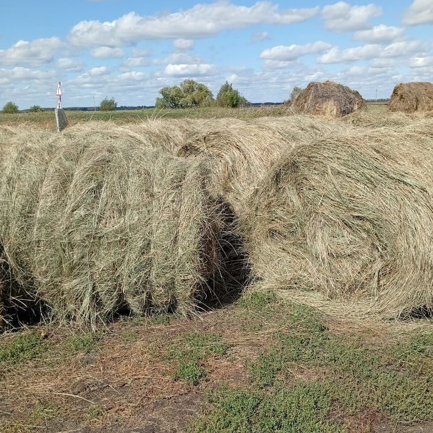 Продам сено в рулонах
