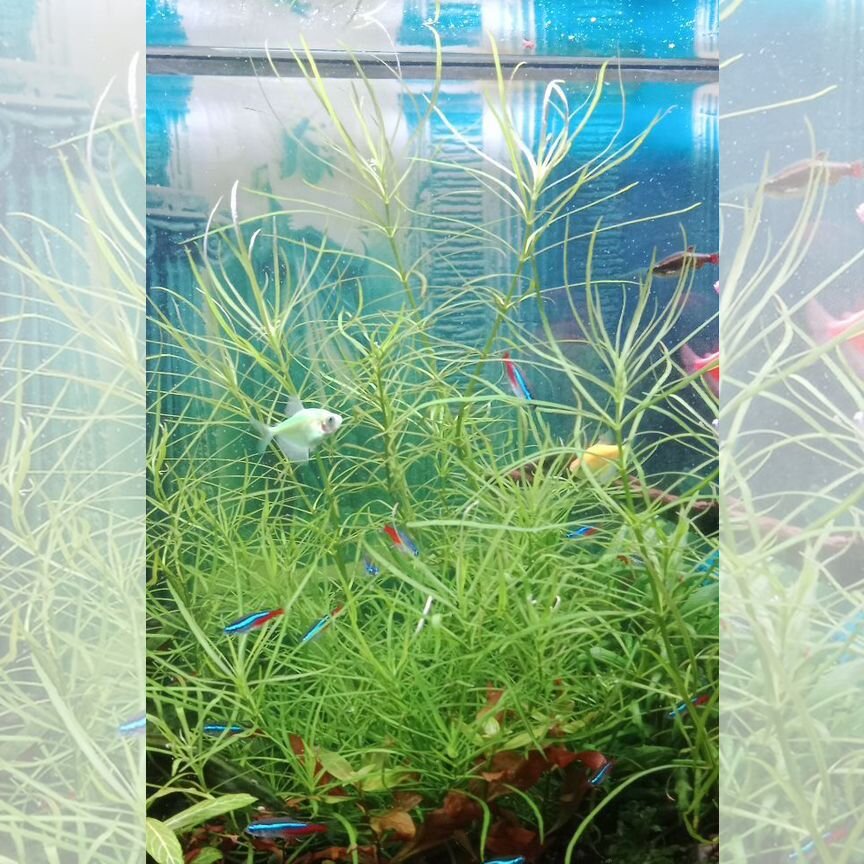 Аквариумные растения прополка