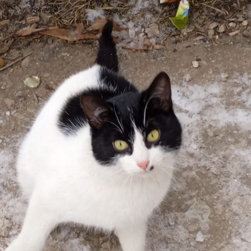 Котенку из подвала нужен дом