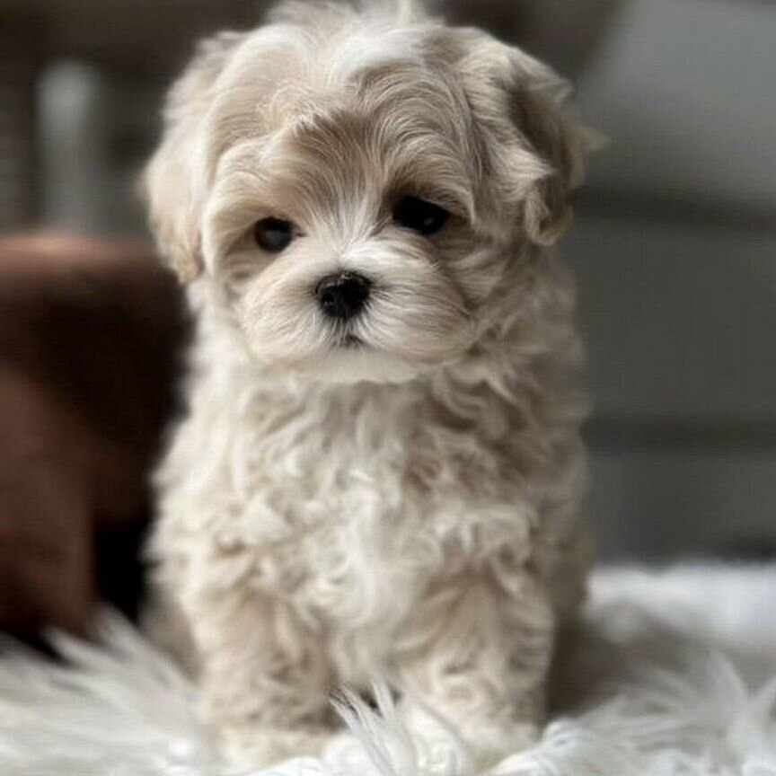 Мальтипу, щенок