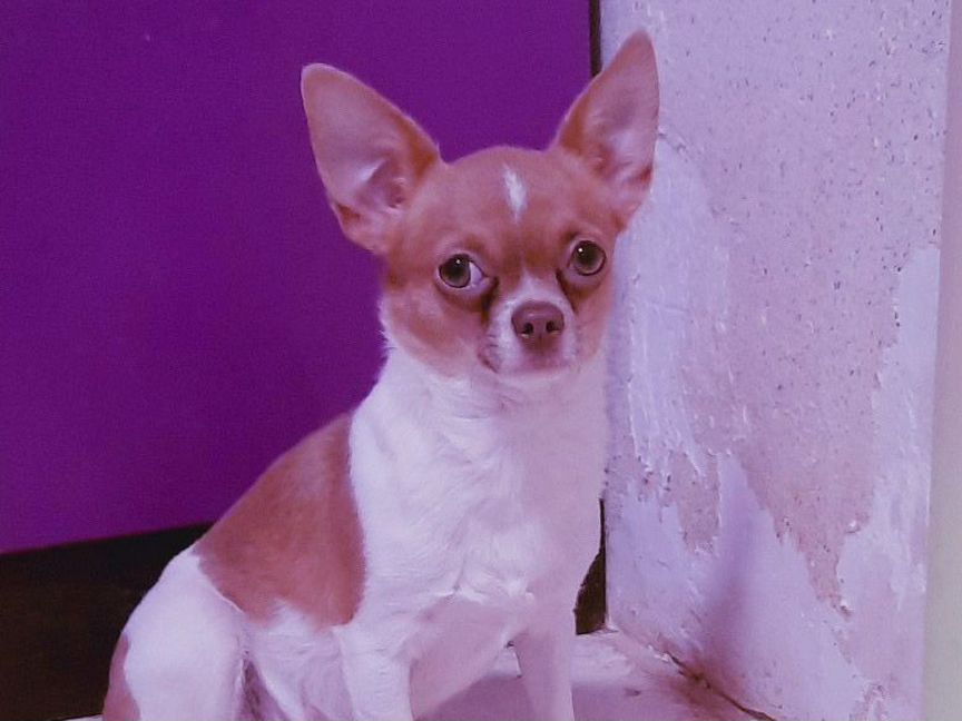 Мальчик и девочки чихуахуа