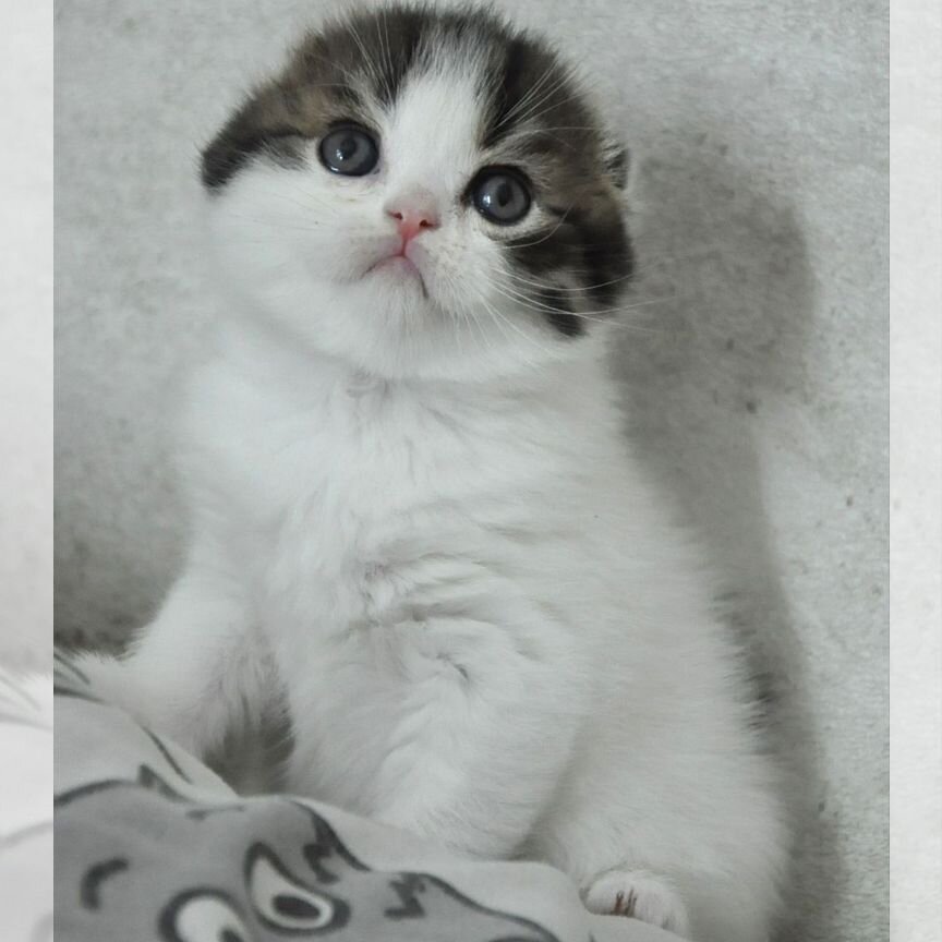 Шотландский вислоухий мальчик шоу класса