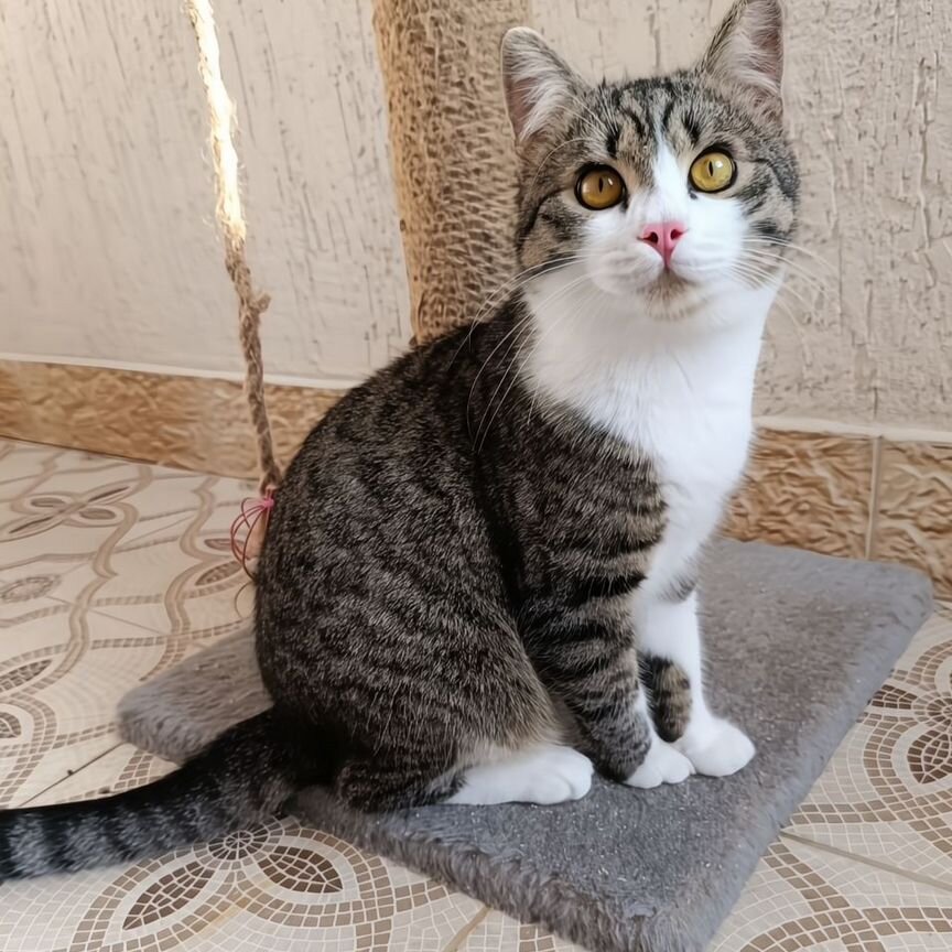 Котёнок в добрые руки