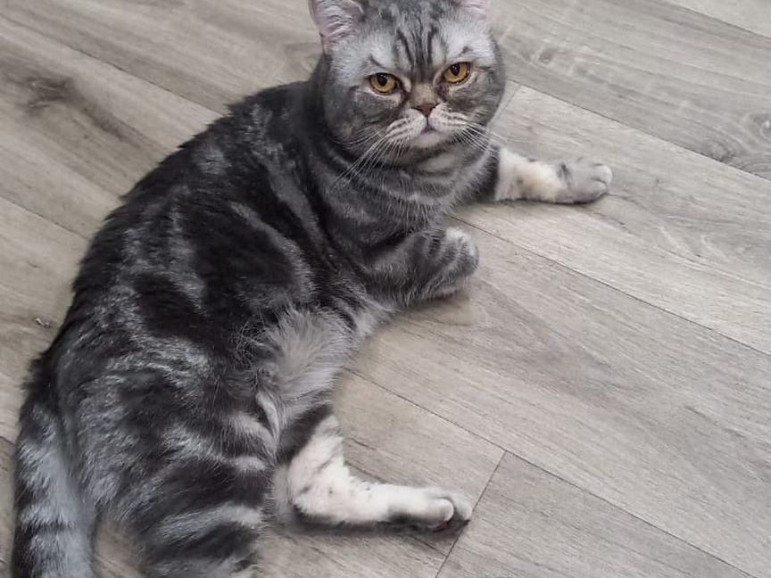 Кот шотландец в добрые руки