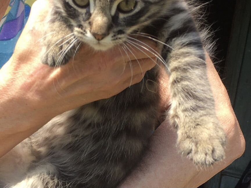 Полосатый малыш 2,5 месяца