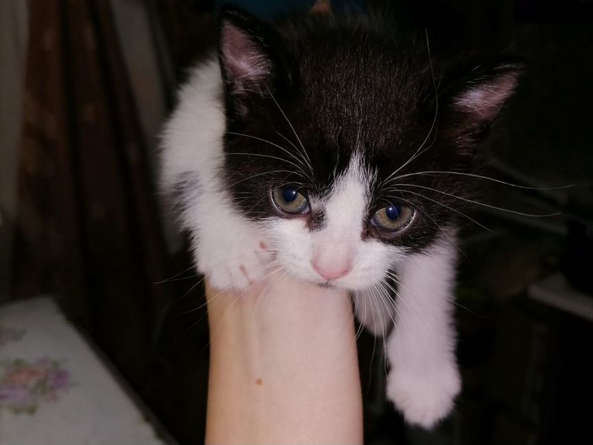 Котёнок