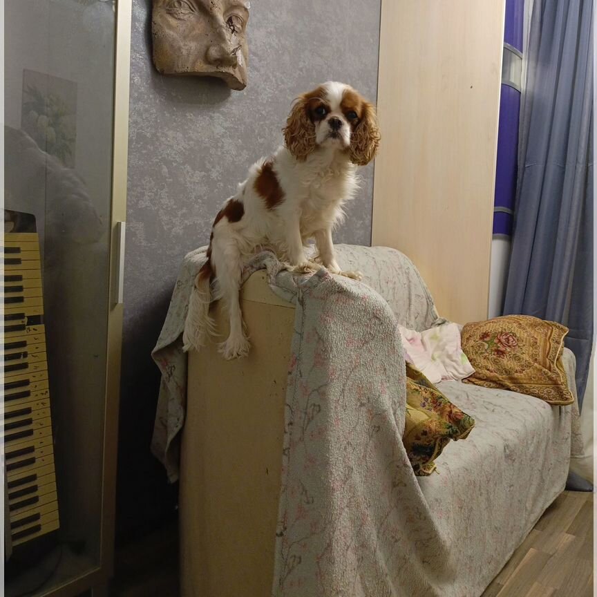 Приглашаем Кавалер Кинг Чарльз спаниеля на вязку
