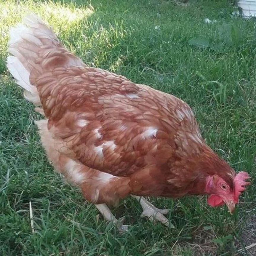 Куры молодки несушки