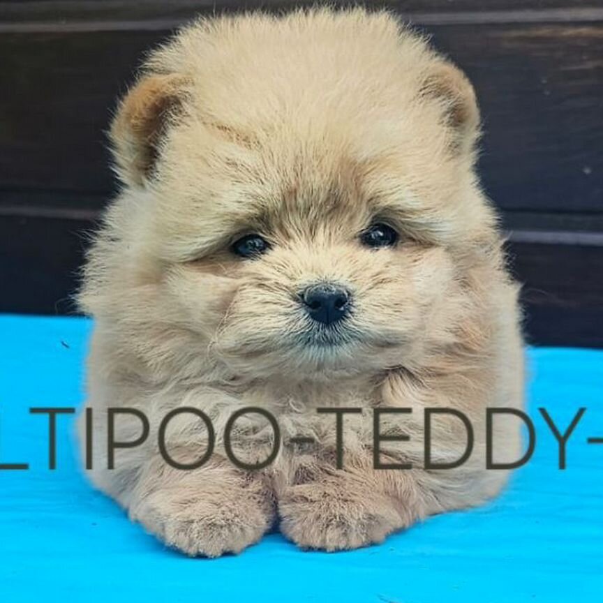 Maltipoo мини девочка, беби фейс