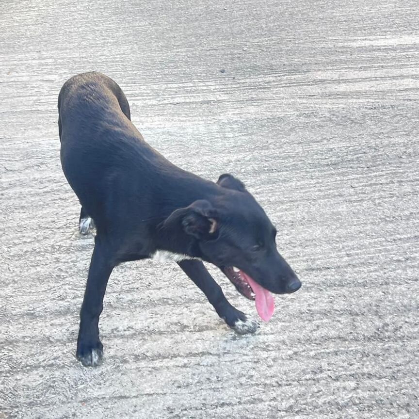 Щенки овчарки