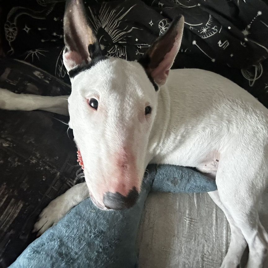 Бультерьер мальчик