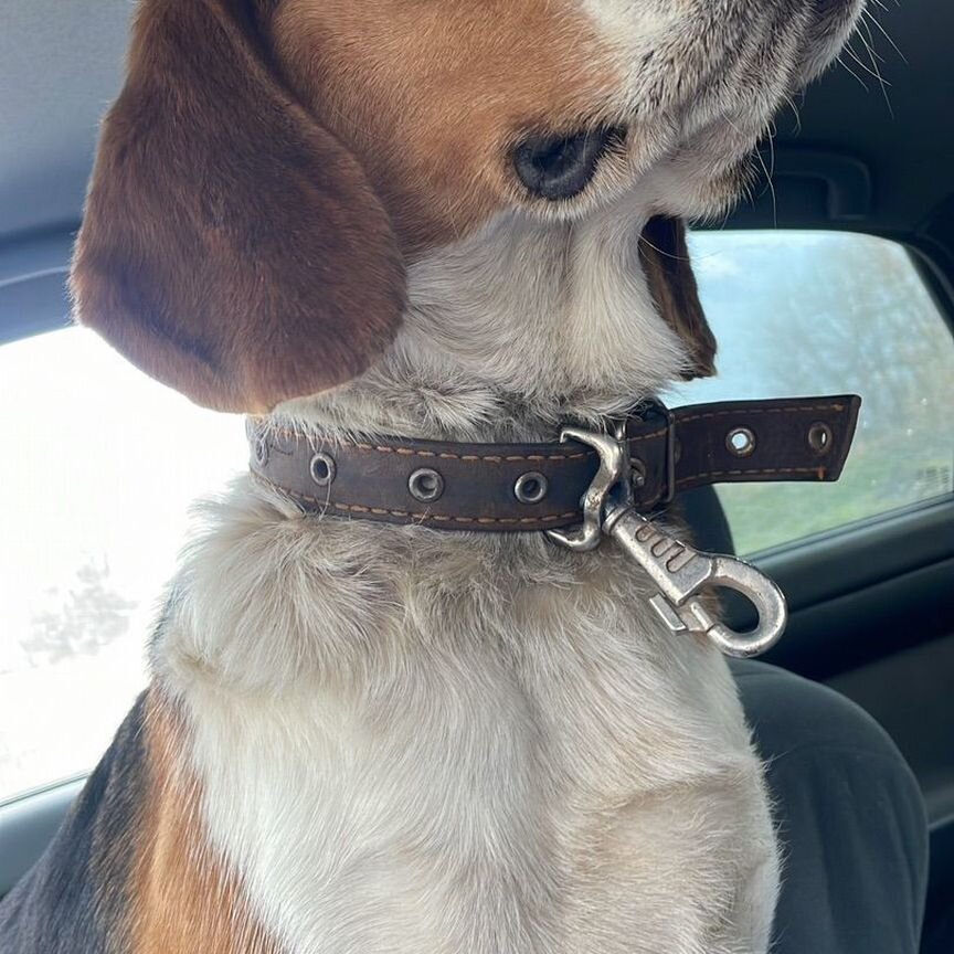 Найден бигль