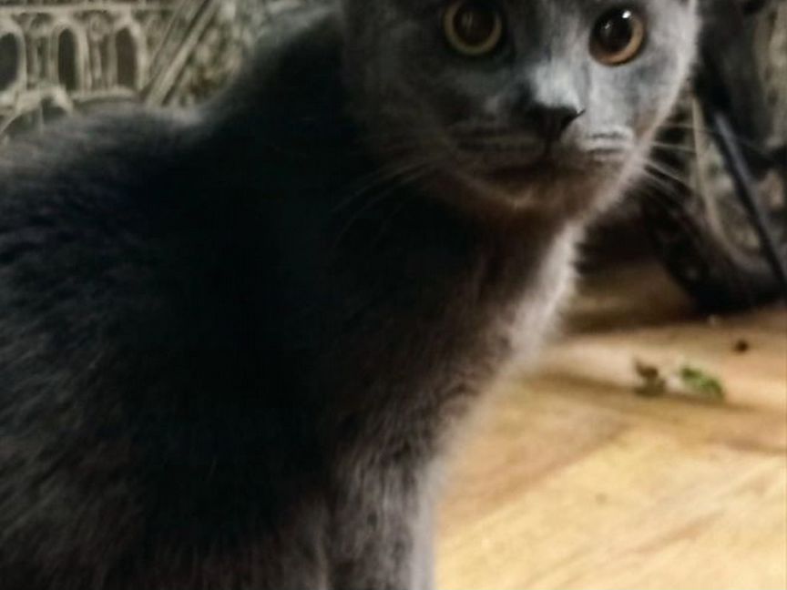 Котик, типаж Русской Голубой