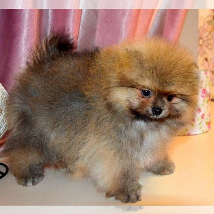 Померанский шпиц, щенок