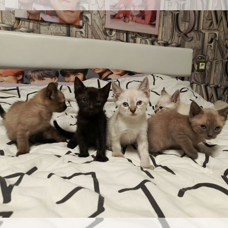 Котёнок от заводчика