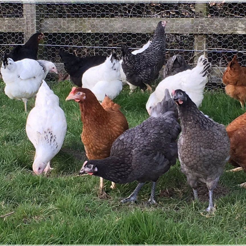 Домашные куры несушки молодки