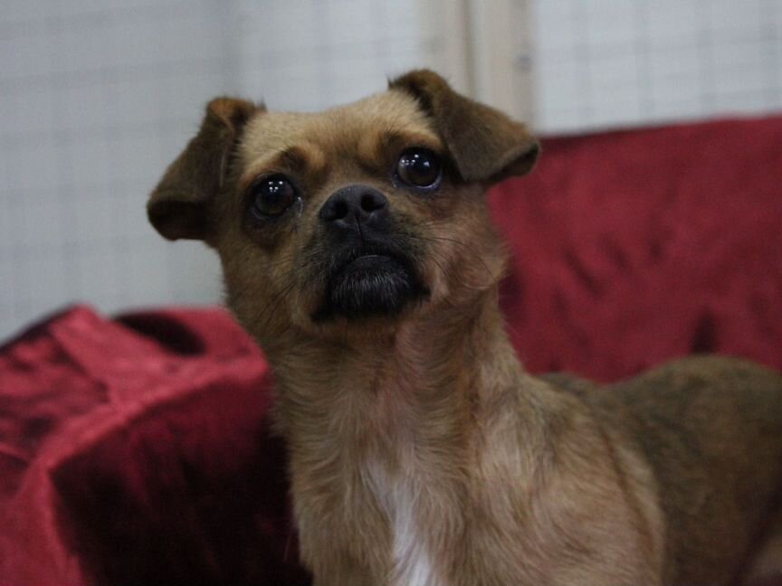 Метис чихуахуа