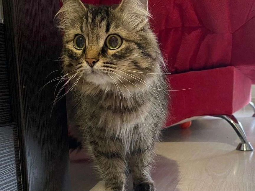 Кошечка Василиса