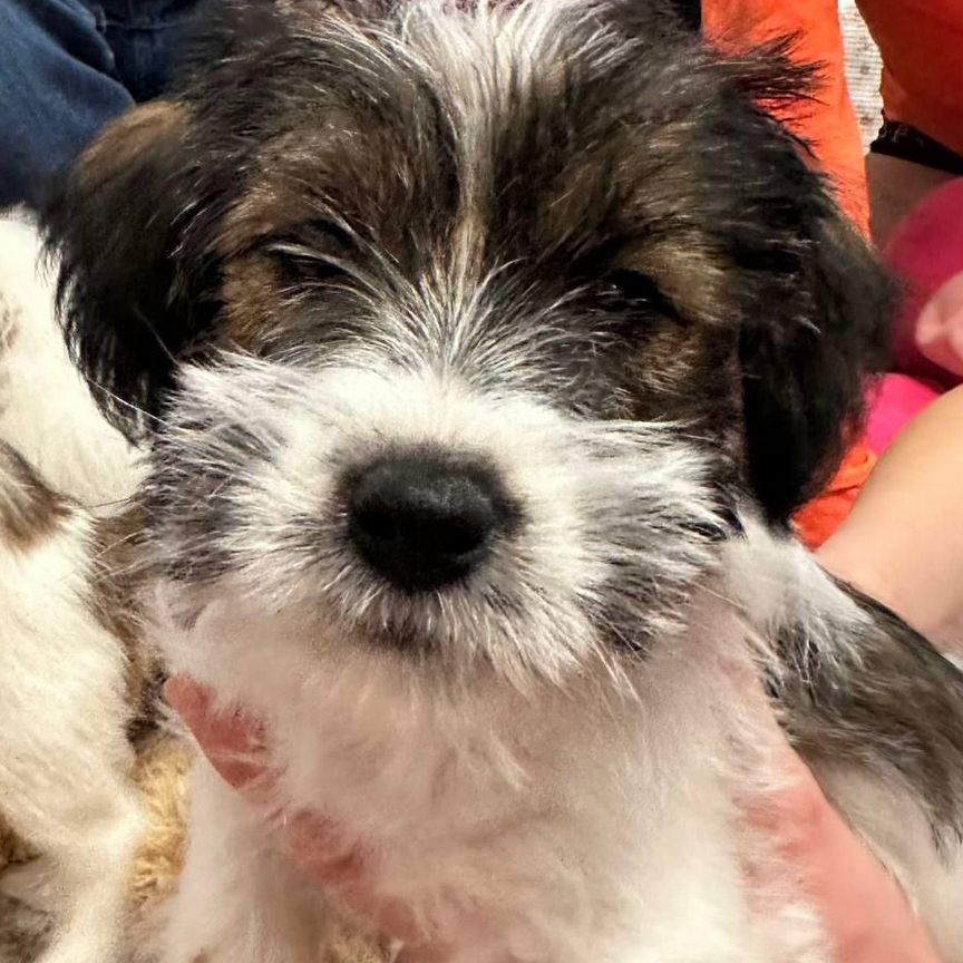 Джек-рассел-терьер, щенок