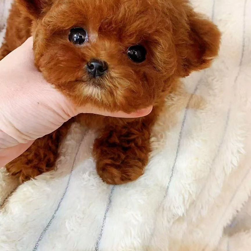 Микро пудель