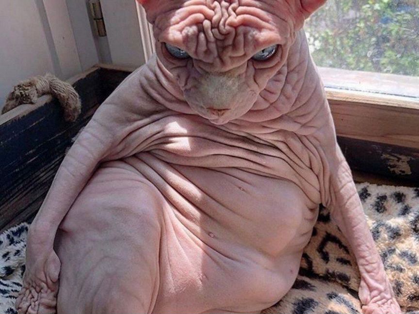 Кошки донской сфинкс