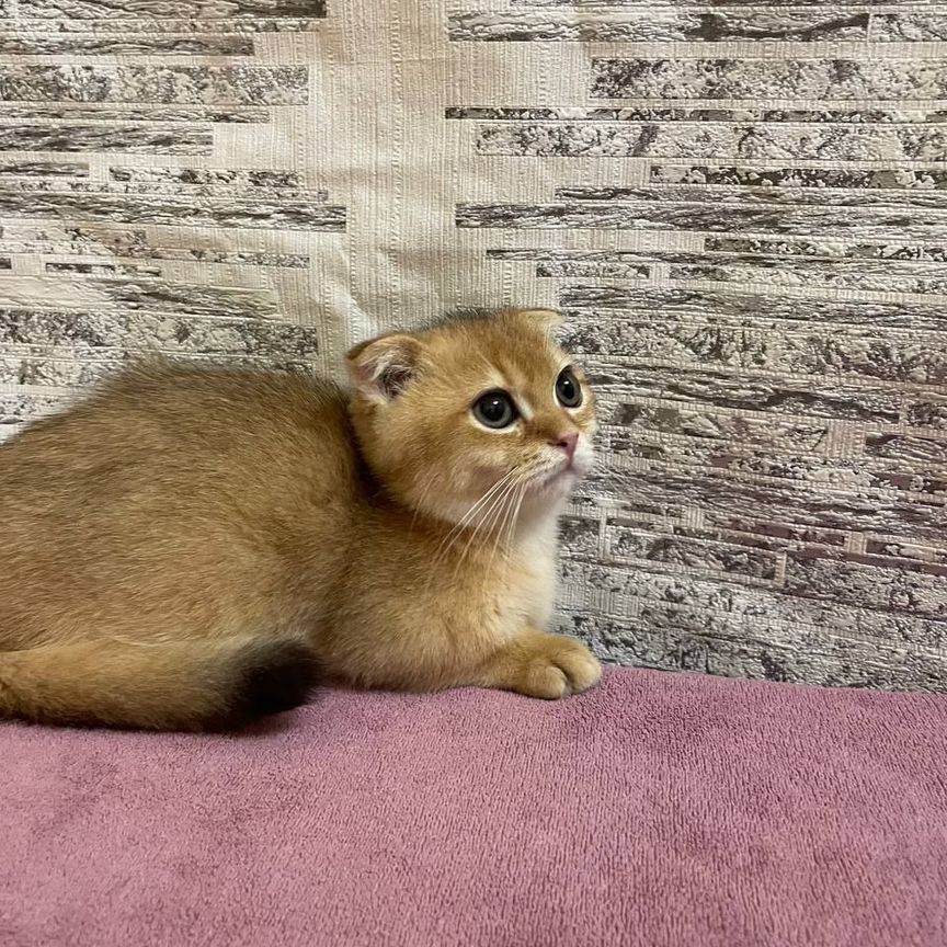 Коротколапые вислоушки(золото)