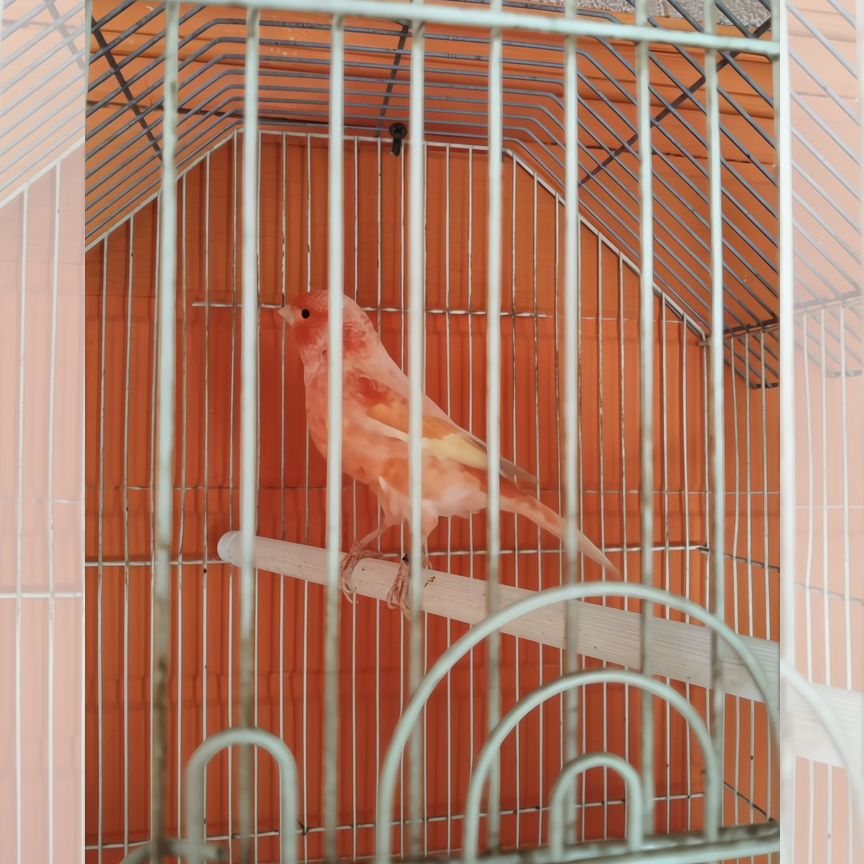 Канарейка кенар