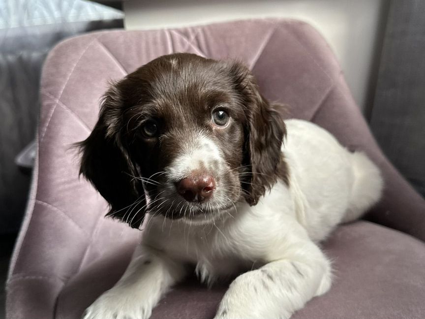 Русский охотничий спаниель щенки