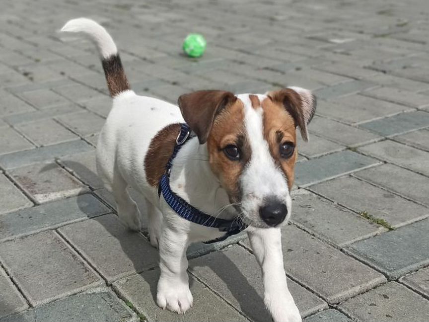 Джек Рассел терьер мальчик