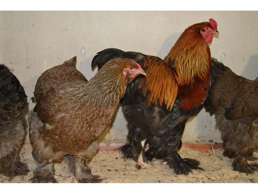 Петух Брама