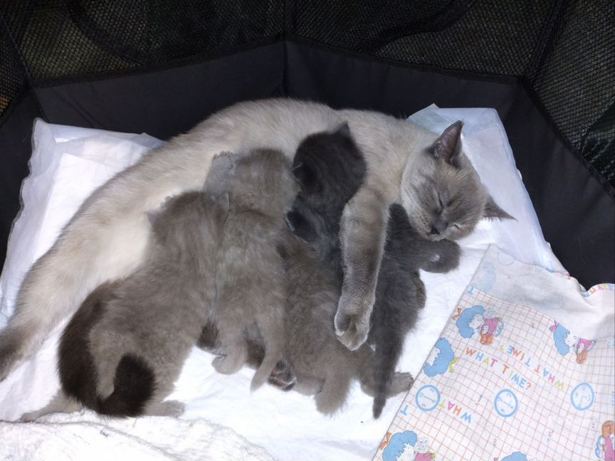 Котята