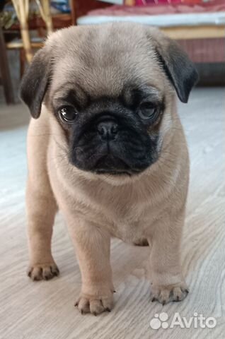Щен Мопс продажа