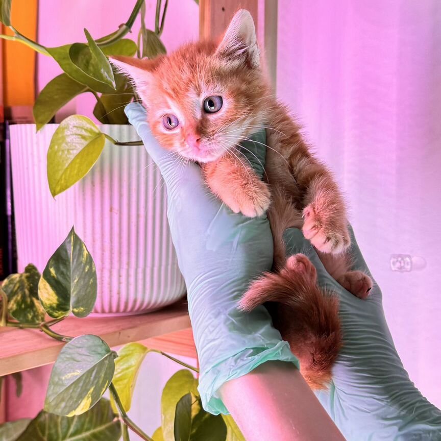 Рыжий котенок 1 мес