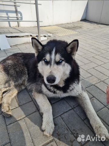Сибирский хаски найдена на Вересаево готовы отдать
