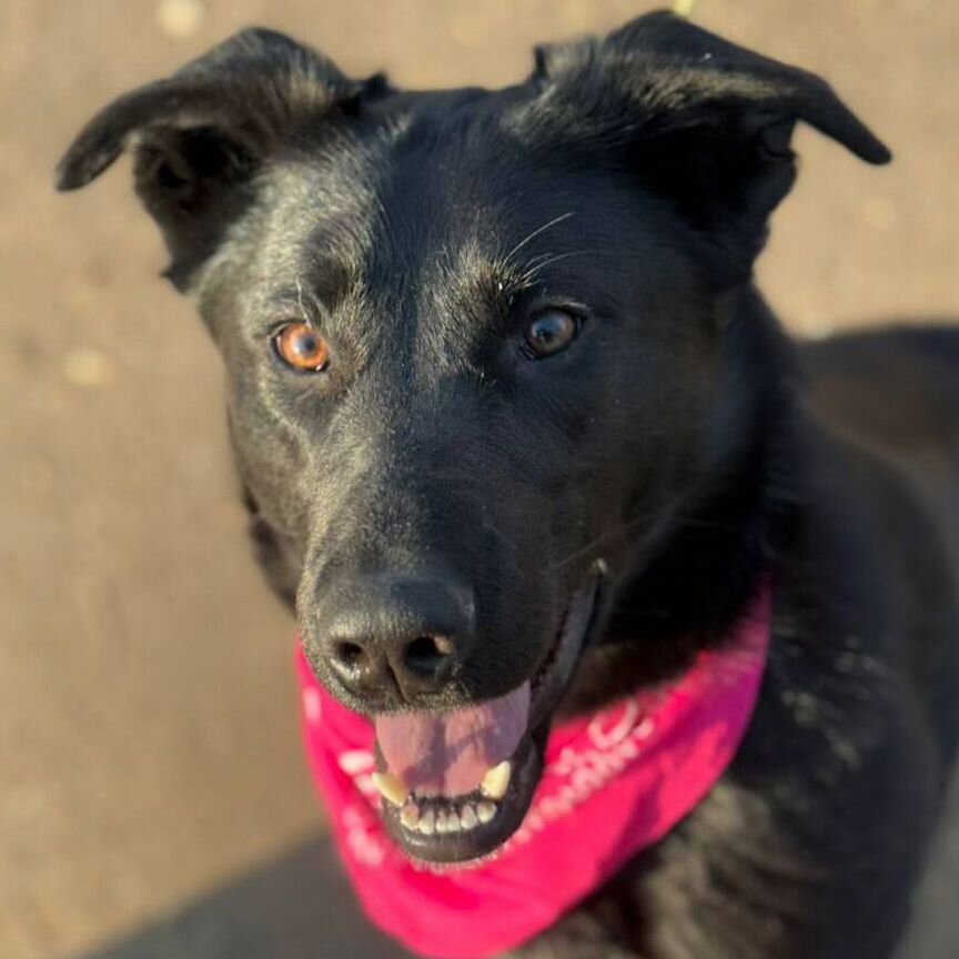 Молодая собака дворняжка тоже хочет быть нужной