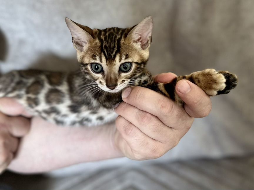 Бенгальская кошка