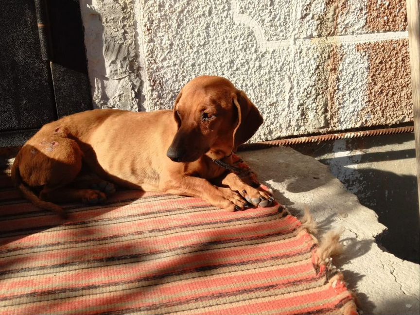 Такса в добрые руки