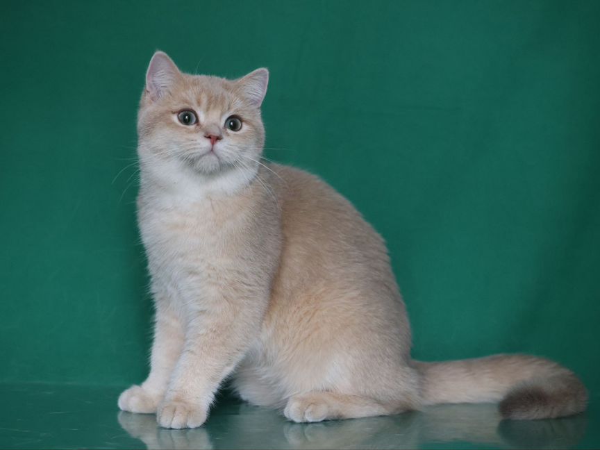 Британский котик редкого окраса