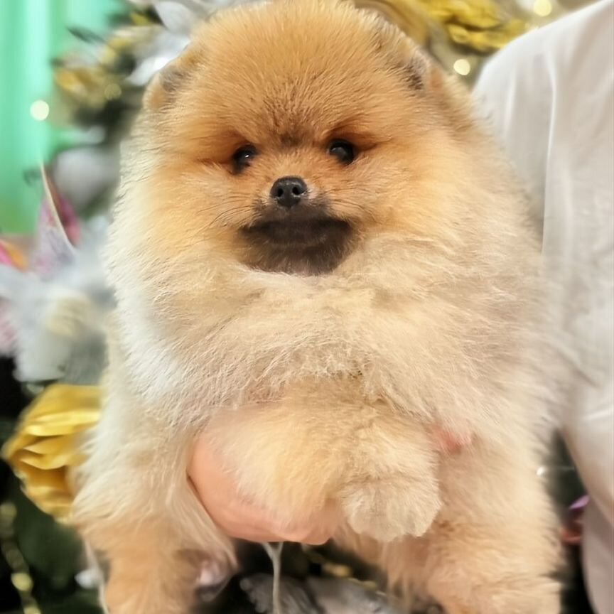 Померанский шпиц, щенок