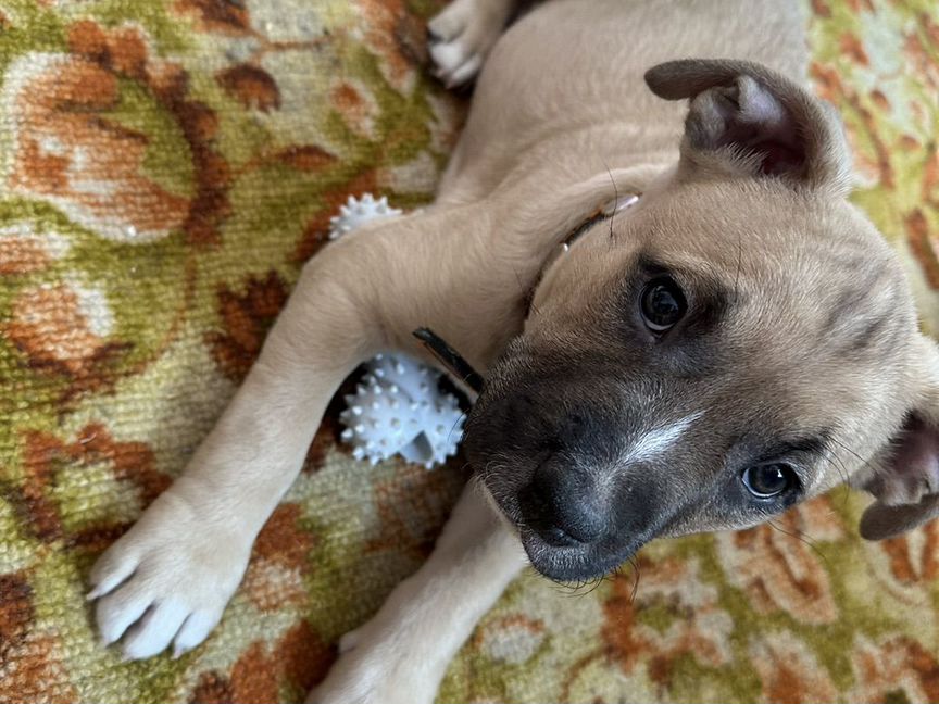 Кобель стафф