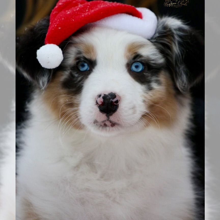 Австралийская овчарка, щенок