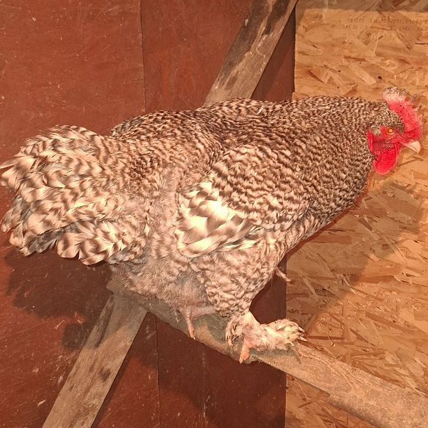 Продам петуха породы мехеленской кукушки