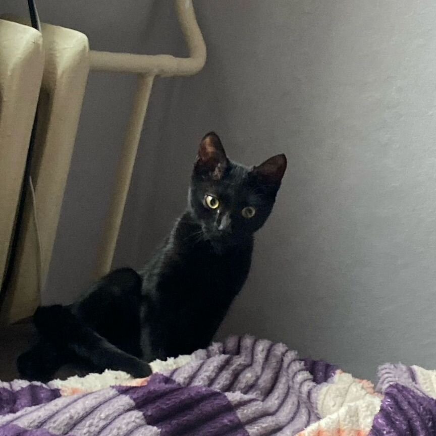 Отдам котенка