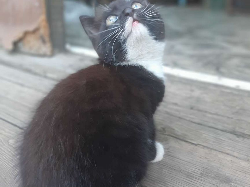 Котенок кошечка в дар
