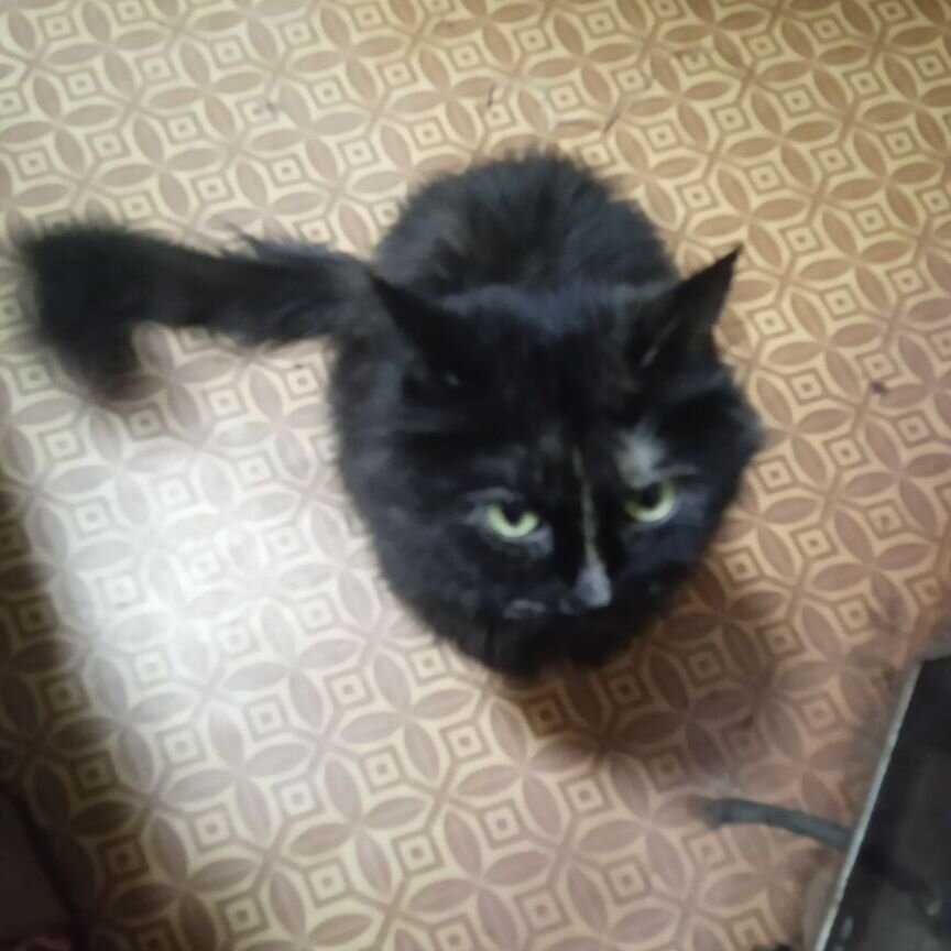 Кошка вязка