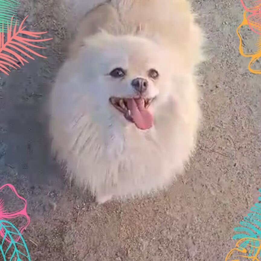 Померанский шпиц