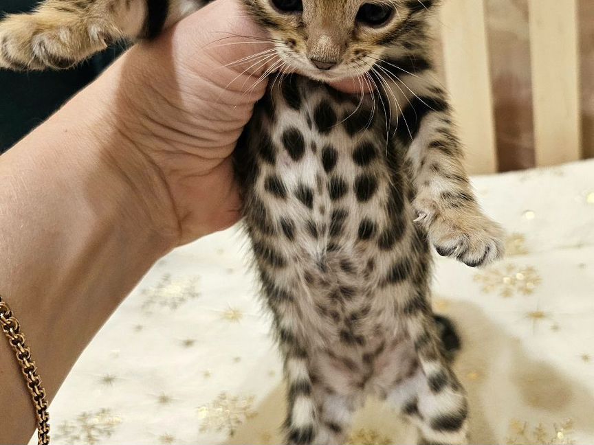 Бенгальские котята бенгалы бенгальская