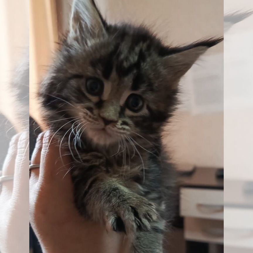 Котята мейн-кун
