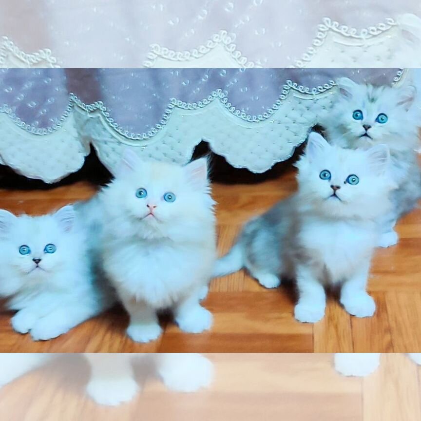 Шотландские котята